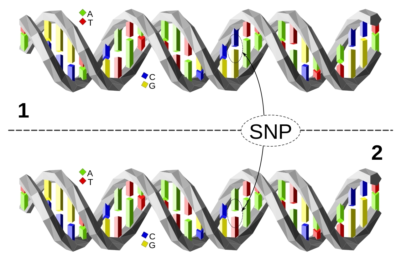 DNA Genealogie – Deutsche Kolonisten